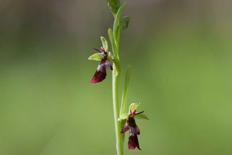 Fly Orchid