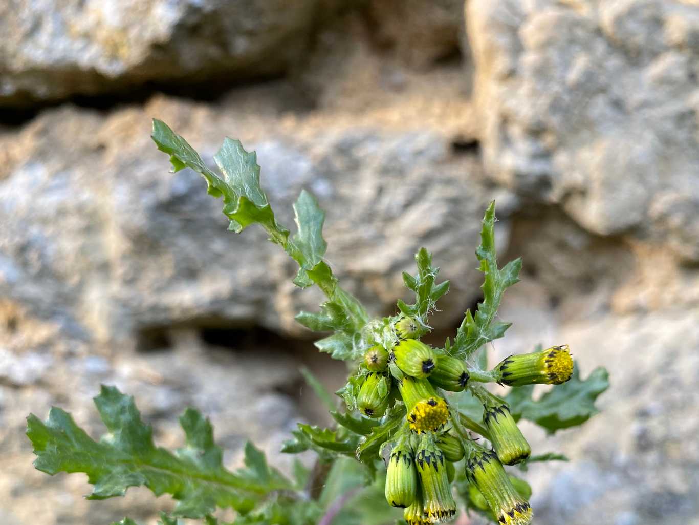 Groundsel