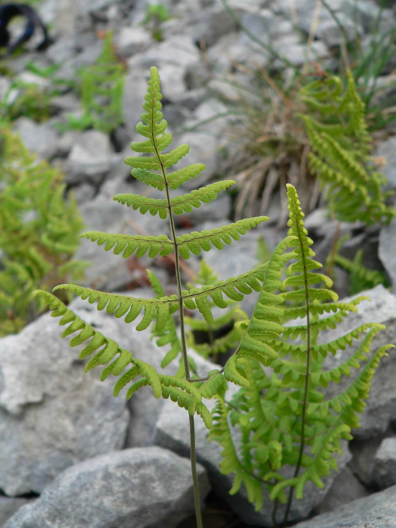 Limestone Fern