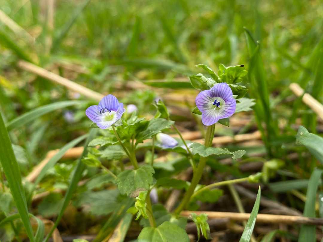 Common Field-speedwell