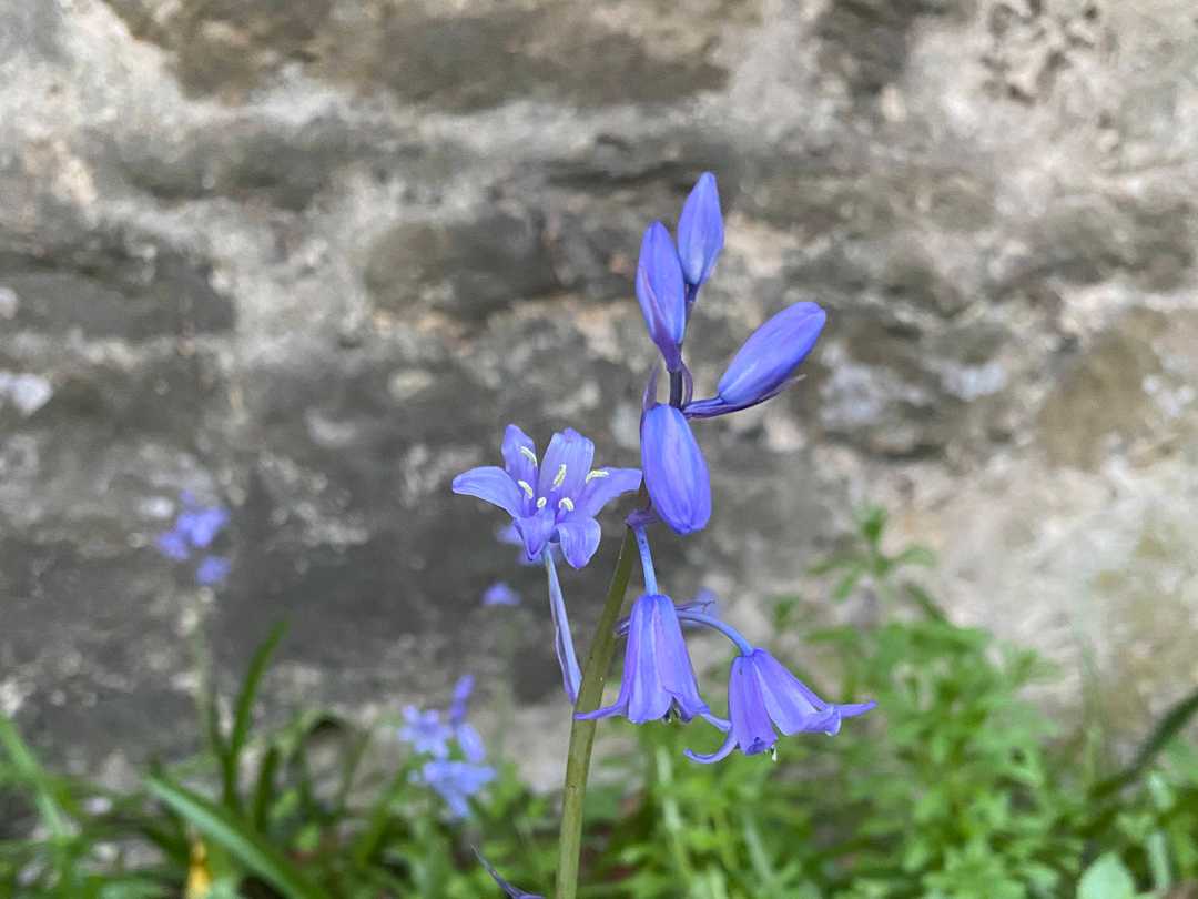 Hybrid Bluebell