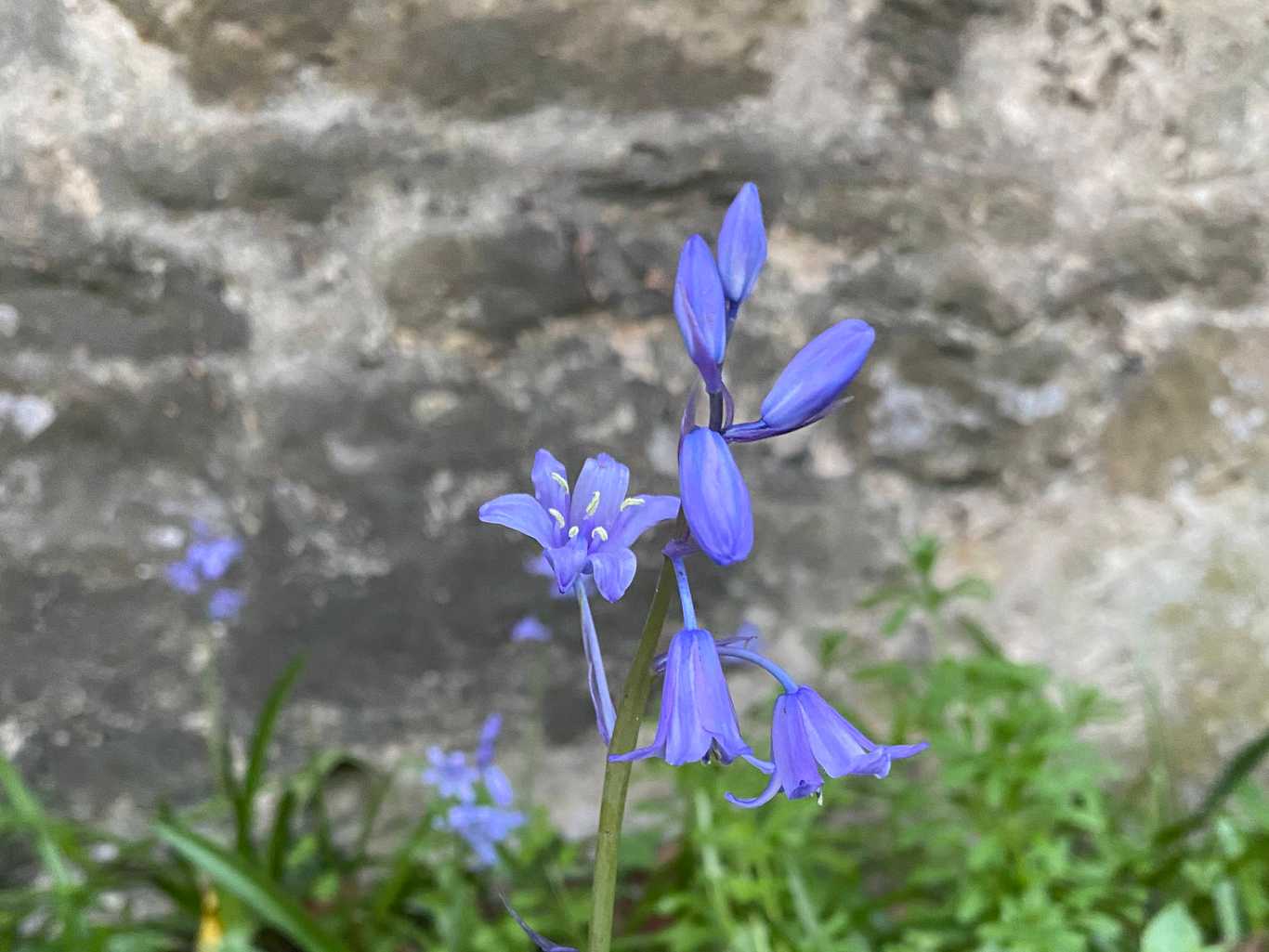 Hybrid Bluebell